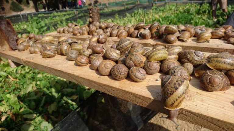 SNAIL FARMING BUSINESS PLAN IN NIGERIA